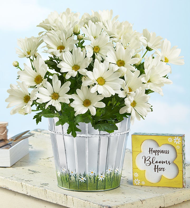 25 Types of White Flowers | Petal Talk