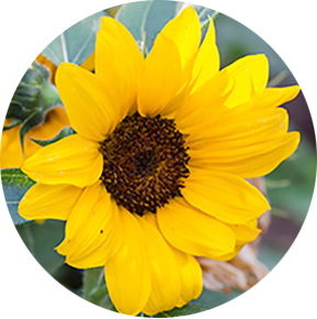 Types of Sunflowers: A Guide | Petal Talk