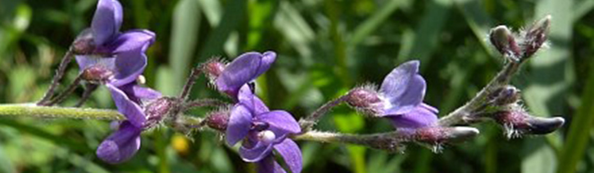 Unusual & Funny Flower Names | Petal Talk