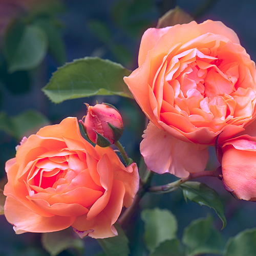 Rose Color Meanings | Petal Talk