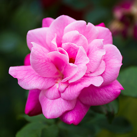 Types of Roses | Rose Varieties | Petal Talk