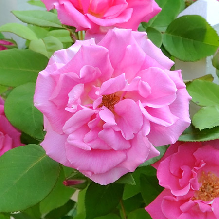 Types of Roses | Rose Varieties | Petal Talk