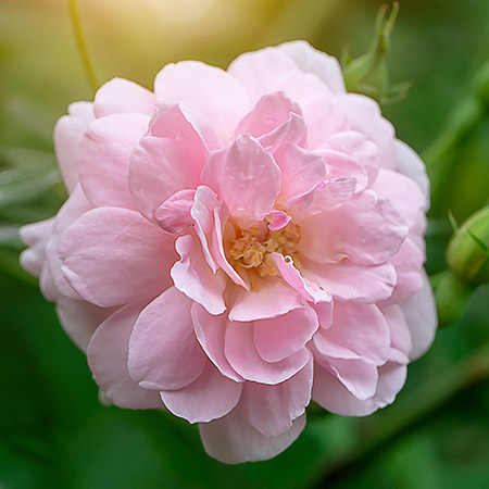 Types of Roses | Rose Varieties | Petal Talk