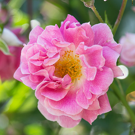 Types of Roses | Rose Varieties | Petal Talk