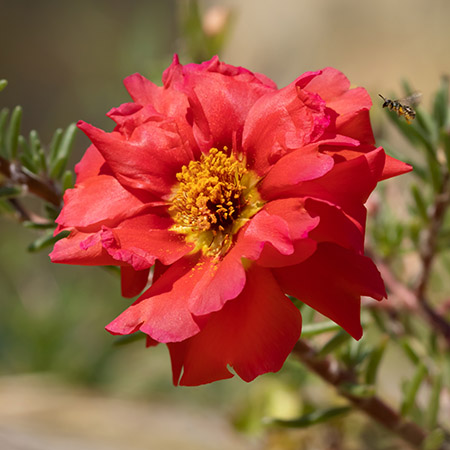 Types of Roses | Rose Varieties | Petal Talk