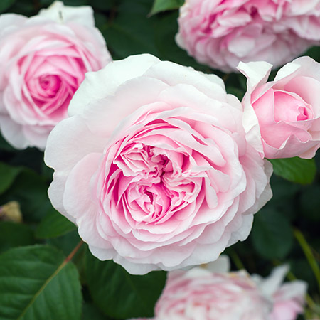 Types of Roses | Rose Varieties | Petal Talk