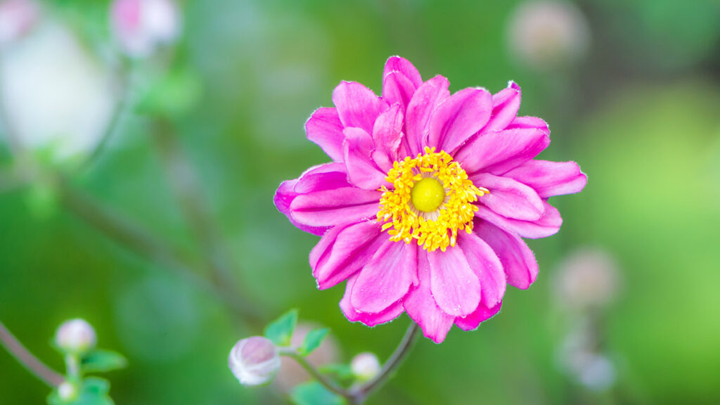 25 Types of Pink Flowers | Petal Talk