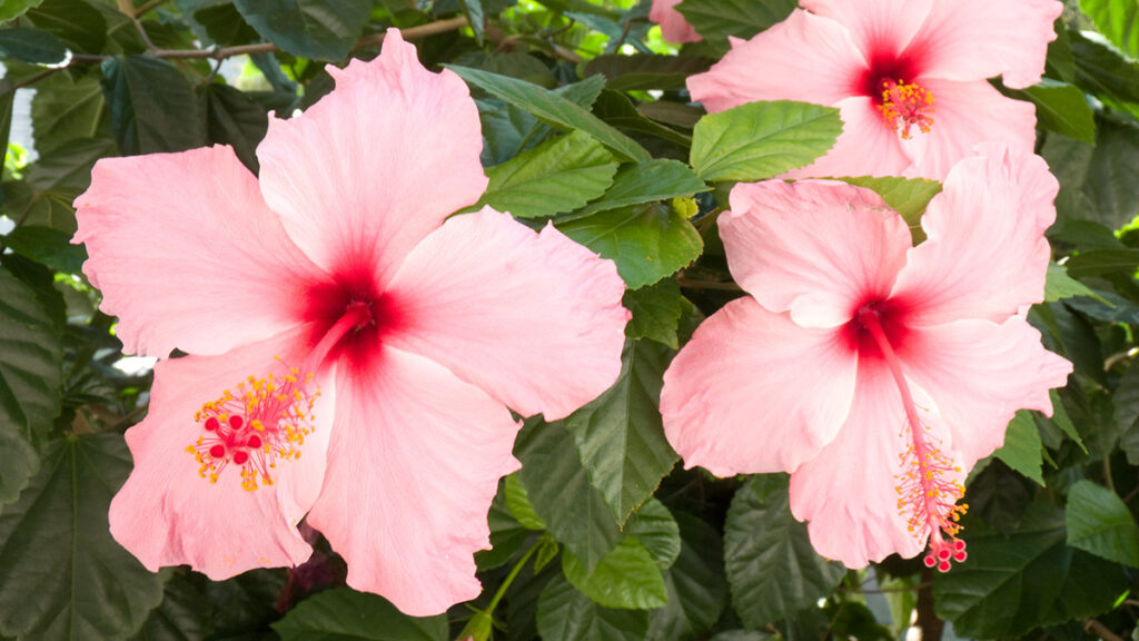 25 Types of Pink Flowers | Petal Talk
