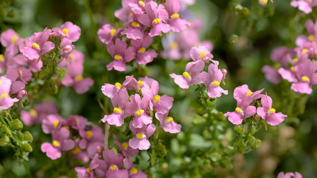 25 Types of Pink Flowers | Petal Talk