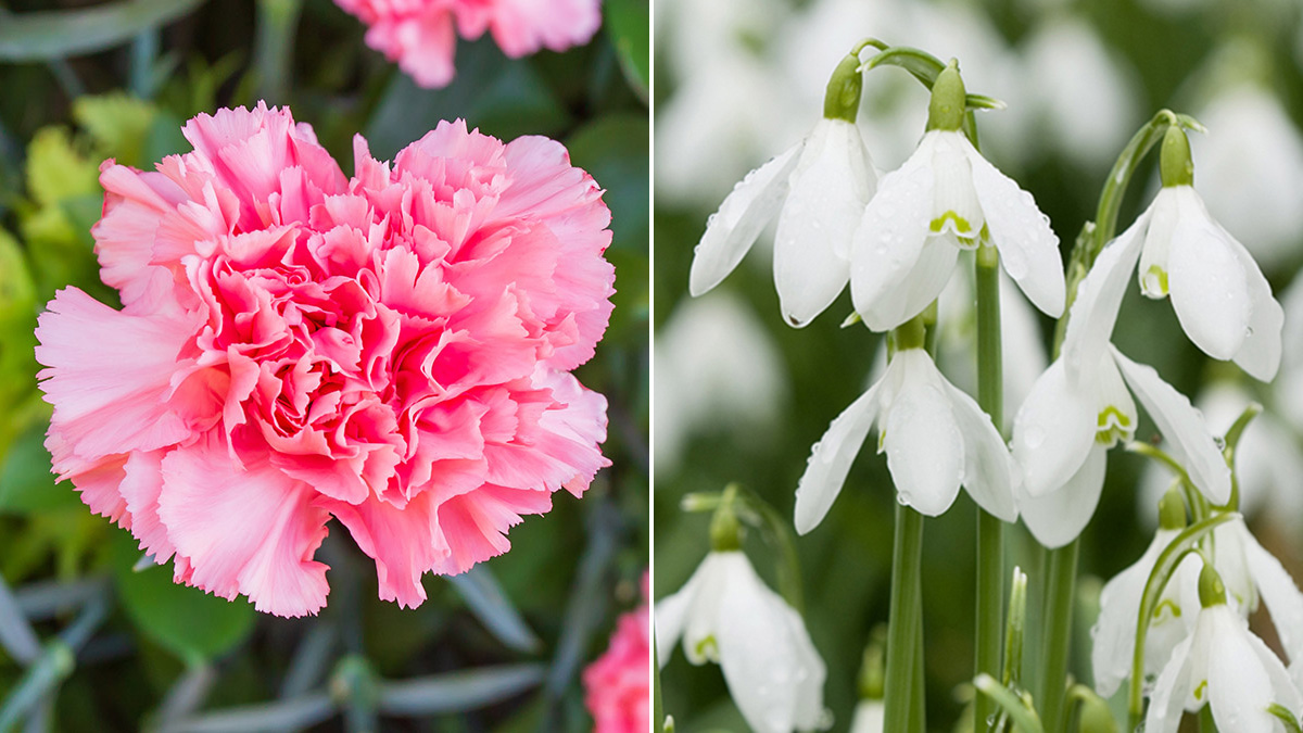 January Birth Flowers: The Carnation & Snowdrop | Petal Talk