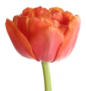 Top 6 Most Beautiful and Unique Tulip Types | Petal Talk