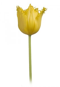 Top 6 Most Beautiful and Unique Tulip Types | Petal Talk