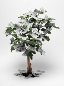 The History of the Money Tree | About Money Trees | Petal Talk