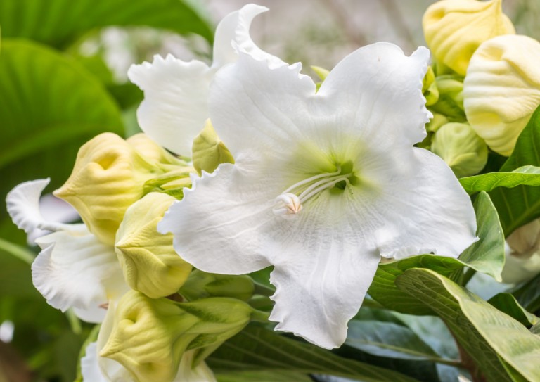 Irish Flowers You Should Know for St. Patrick's Day | Petal Talk