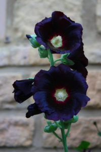 7 Unique Types of Black Flowers and Plants | Petal Talk