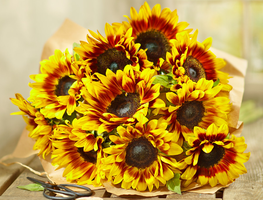 Most Cheerful Flowers to Brighten Someone's Day | Petal Talk