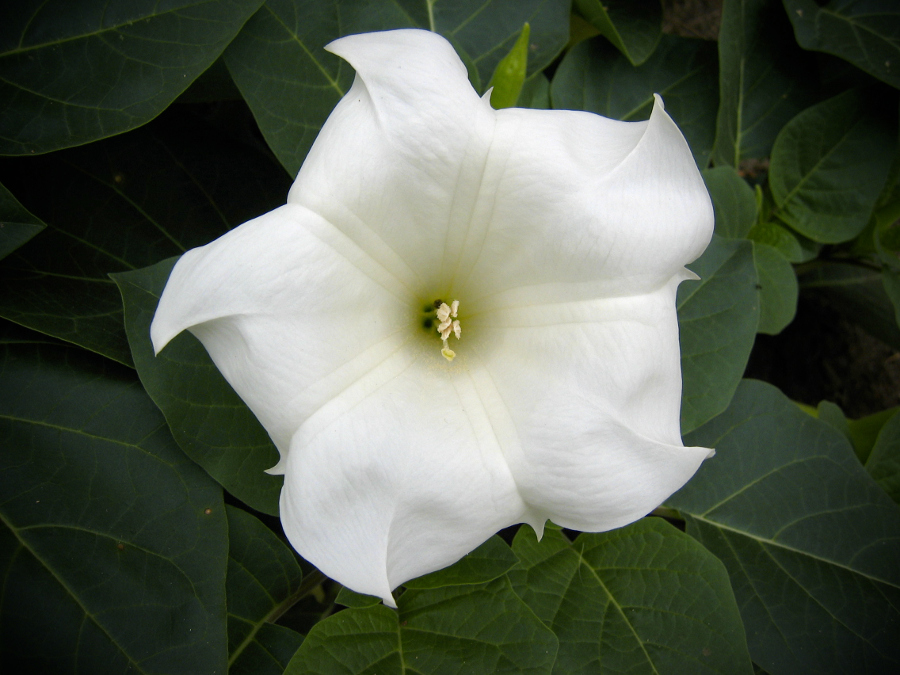 What Are Moonflowers? | Petal Talk