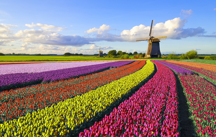Holland Tulips: A History of the Dutch Trade | Petal Talk