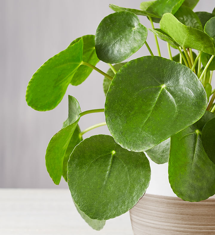 2020 Plant of the Year: Pilea Peperomioides Plant | Petal Talk