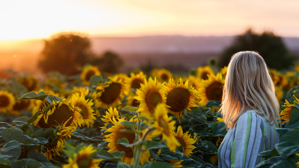 Sunflower Facts: Nature's Bright and Cheerful Bloom | Petal Talk