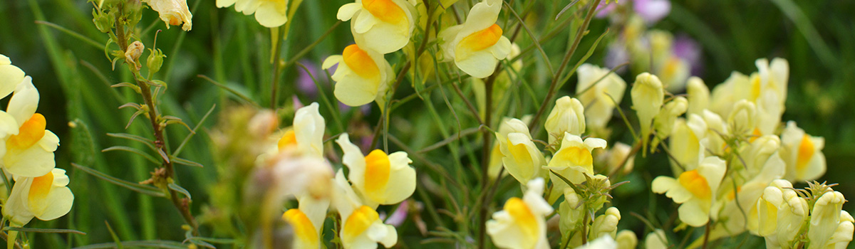 Unusual & Funny Flower Names | Petal Talk