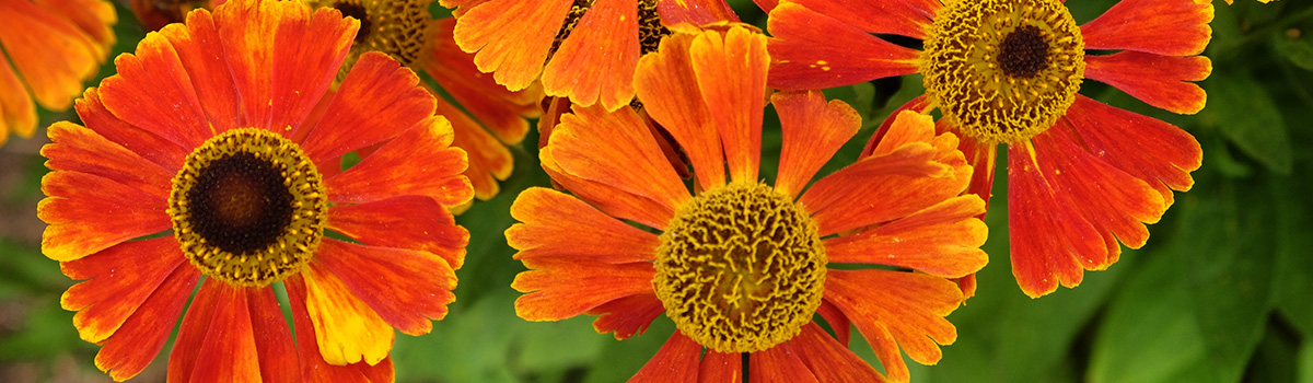 Unusual & Funny Flower Names | Petal Talk