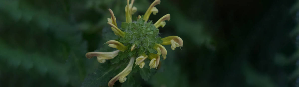 Unusual & Funny Flower Names | Petal Talk
