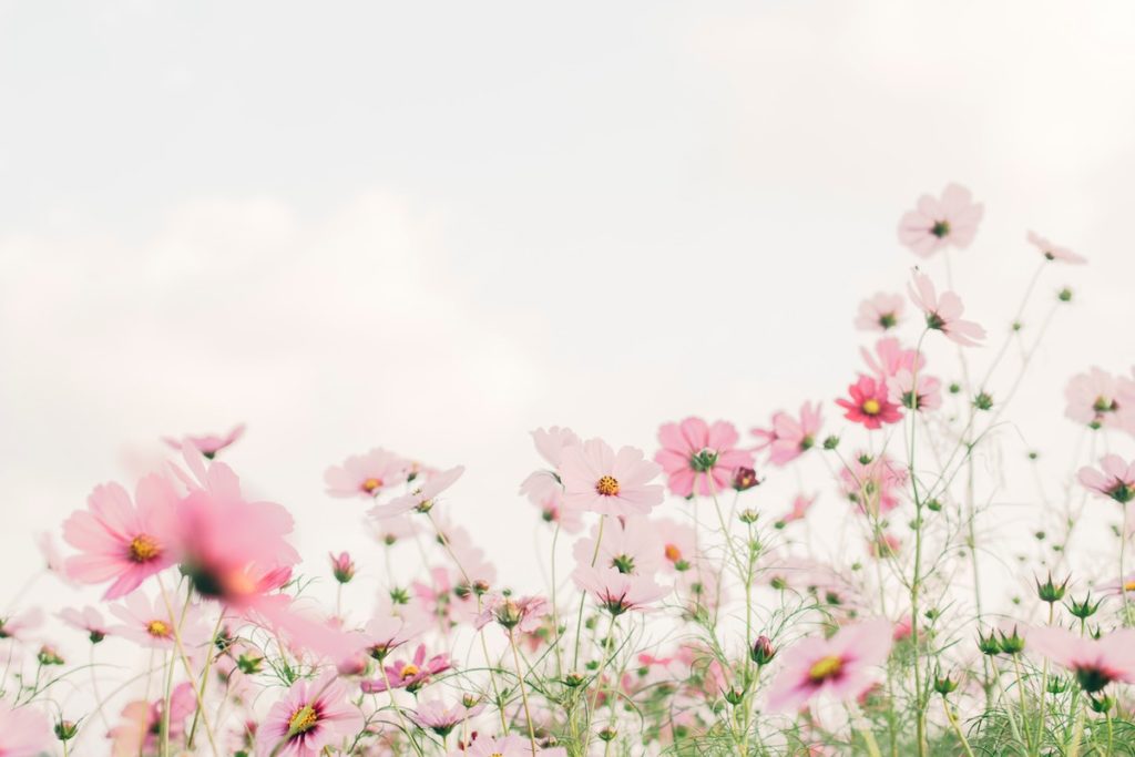 24 Blooming Facts About Spring | Shari's Berries