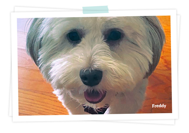 The Power of Pets: How Animals Bring Joy to Lives | Petal Talk