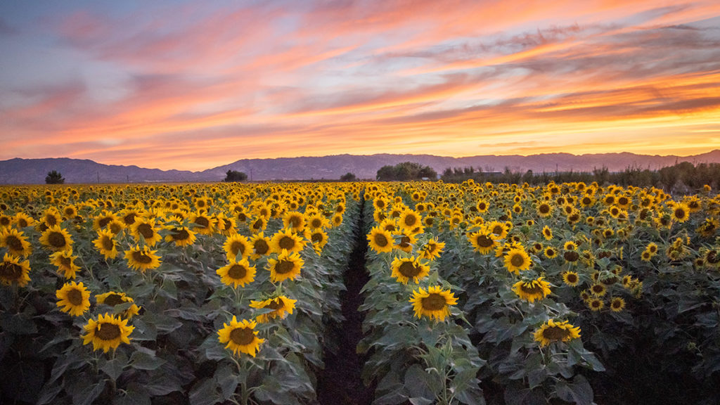 Best Sunflower Fields in the US | Petal Talk