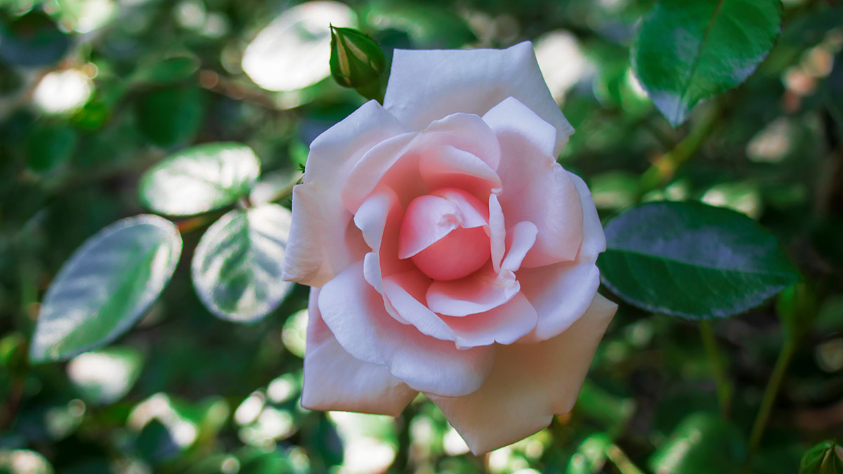 Types of Roses | Rose Varieties | Petal Talk