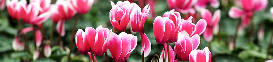 13 Best Winter Indoor Plants and Flowers | Petal Talk
