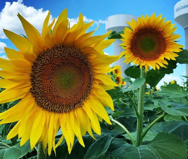 Best Sunflower Fields in the US | Petal Talk