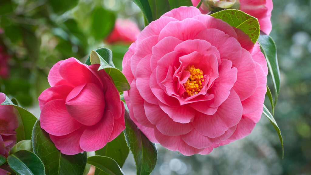 25 Types of Pink Flowers | Petal Talk