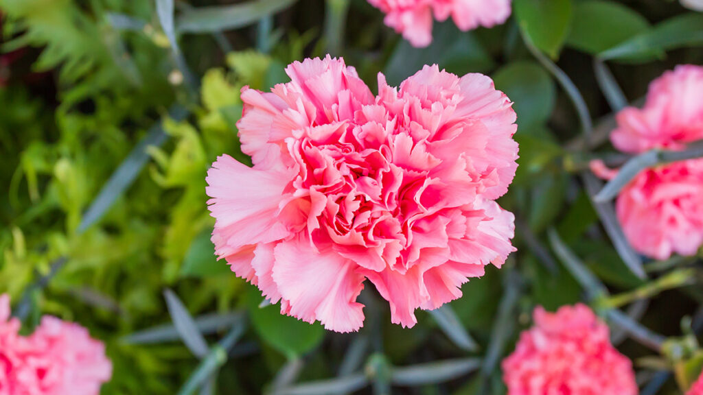25 Types of Pink Flowers | Petal Talk