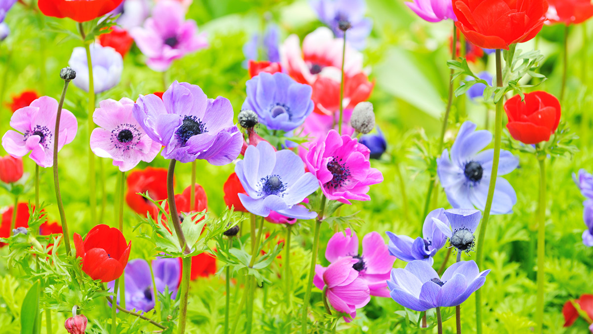 Anemone Flower Facts | Petal Talk