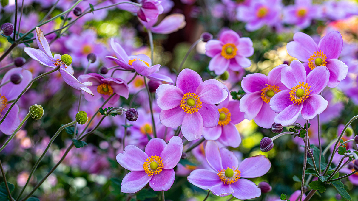 Anemone Flower Facts | Petal Talk
