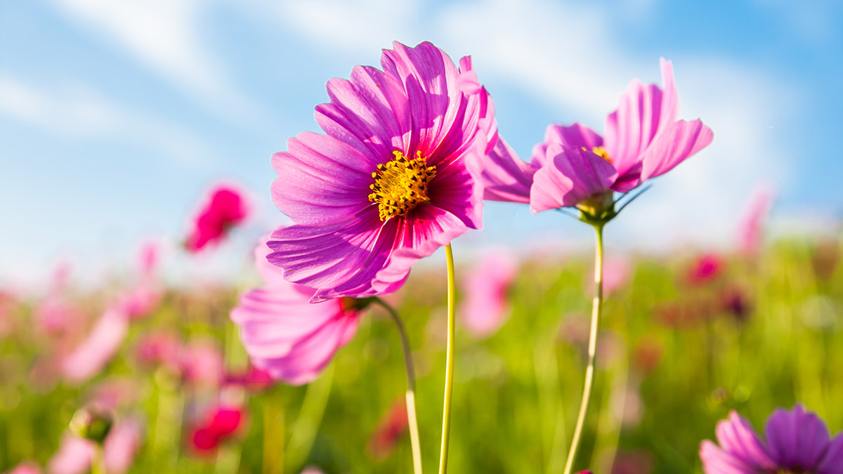October Birth Flowers | Petal Talk