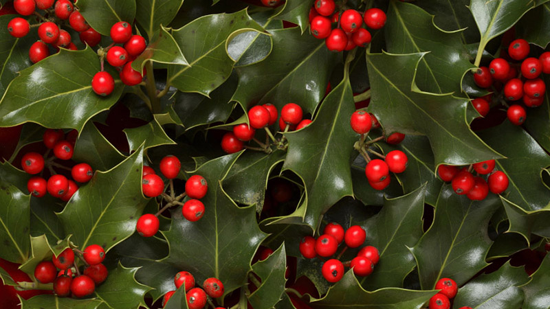 About December Birth Flowers: Holly and Narcissus | Petal Talk