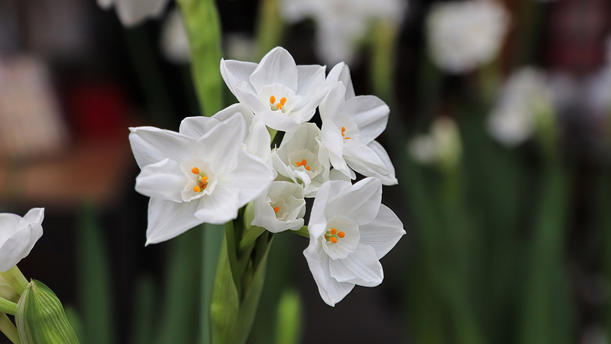 About December Birth Flowers: Holly and Narcissus | Petal Talk