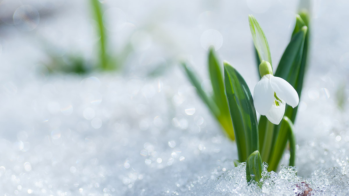 January Birth Flowers: The Carnation & Snowdrop | Petal Talk