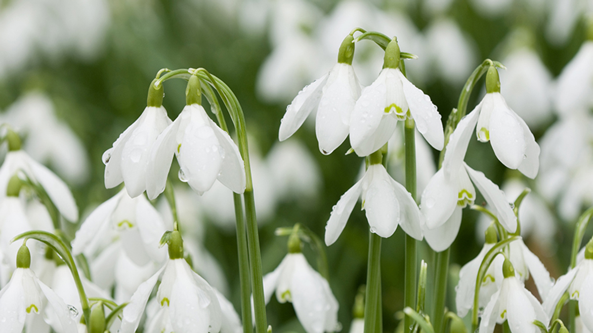 January Birth Flowers: The Carnation & Snowdrop | Petal Talk