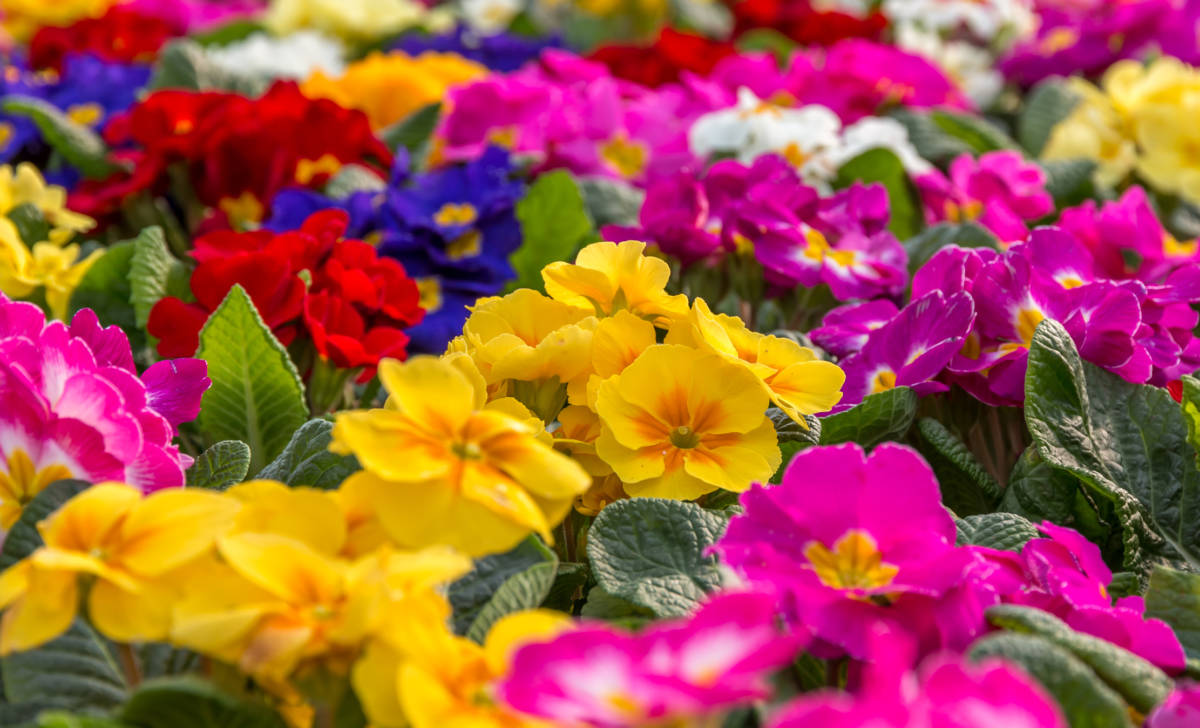 February Birth Flowers: The Violet and Primrose | Petal Talk