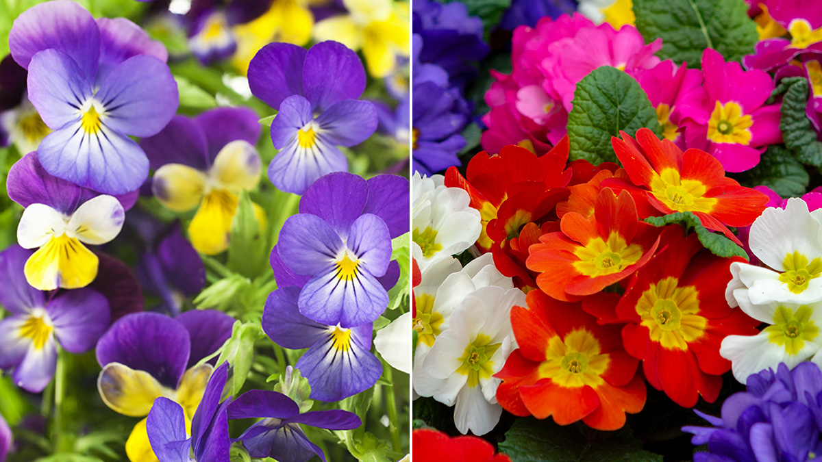 February Birth Flowers: The Violet and Primrose | Petal Talk