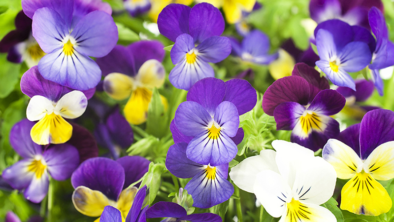 February Birth Flowers: The Violet and Primrose | Petal Talk