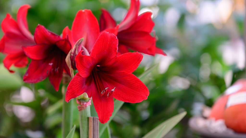 25 Types of Red Flowers | Petal Talk