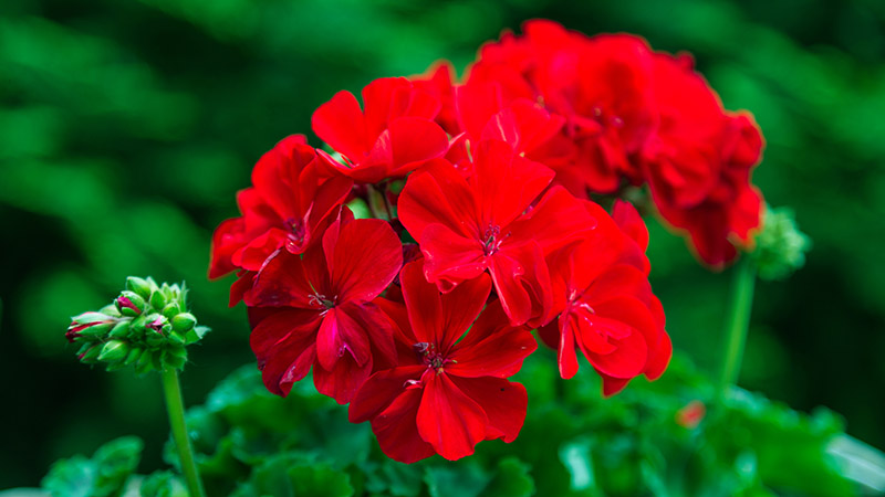 25 Types of Red Flowers | Petal Talk