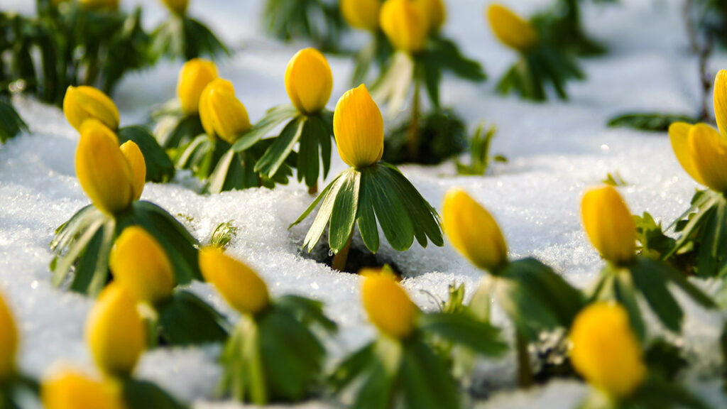 15 Winter Blooms That Brave the Cold | Petal Talk
