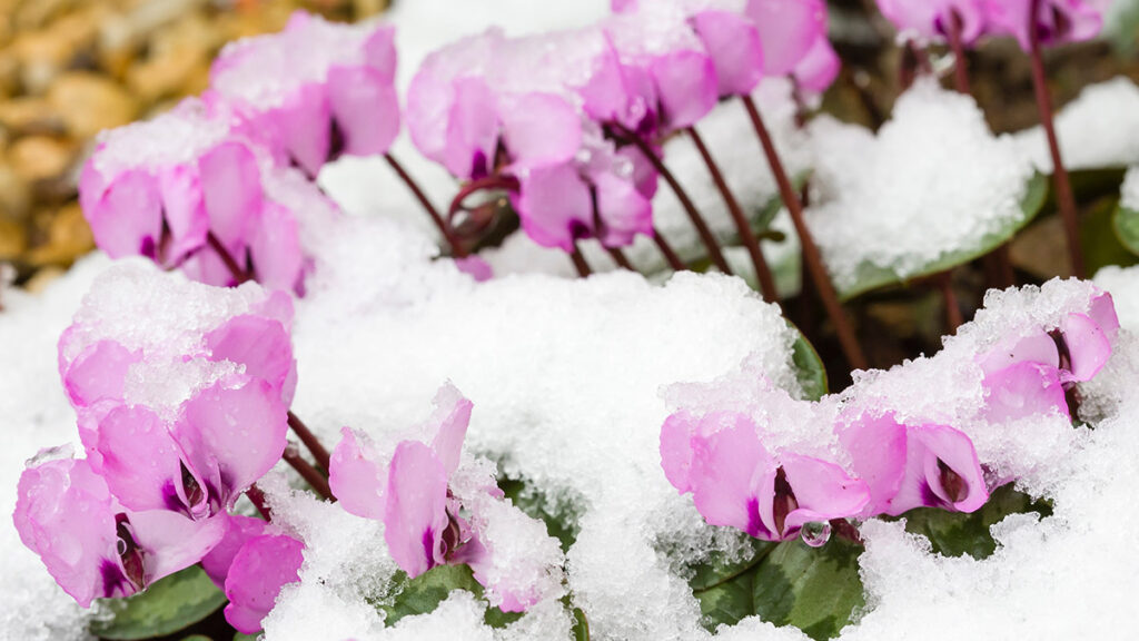 15 Winter Blooms That Brave the Cold | Petal Talk