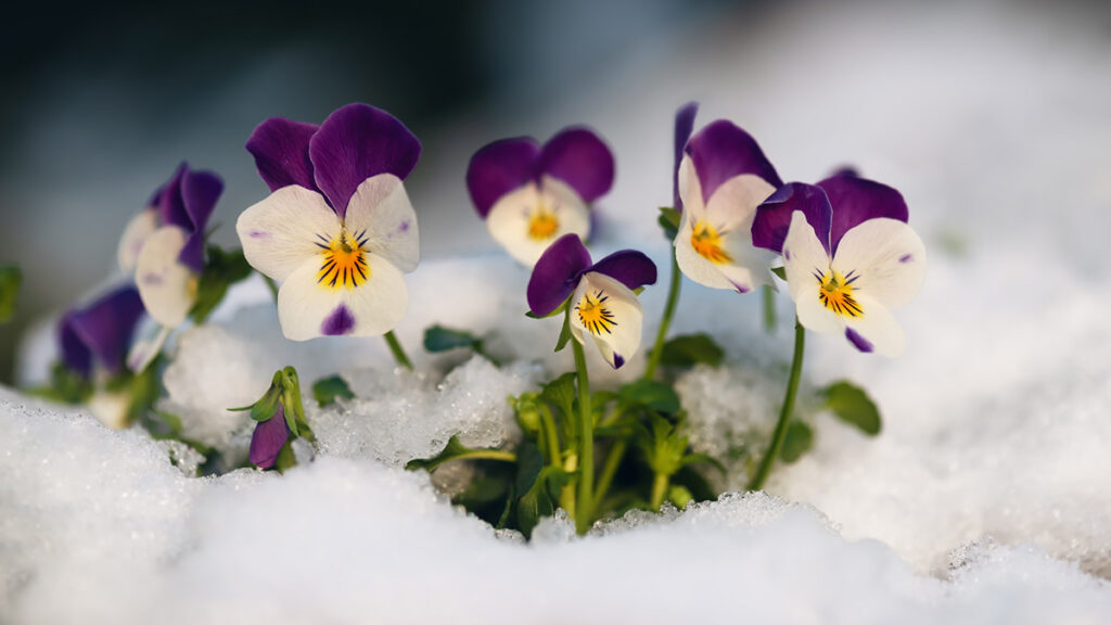 15 Winter Blooms That Brave the Cold | Petal Talk